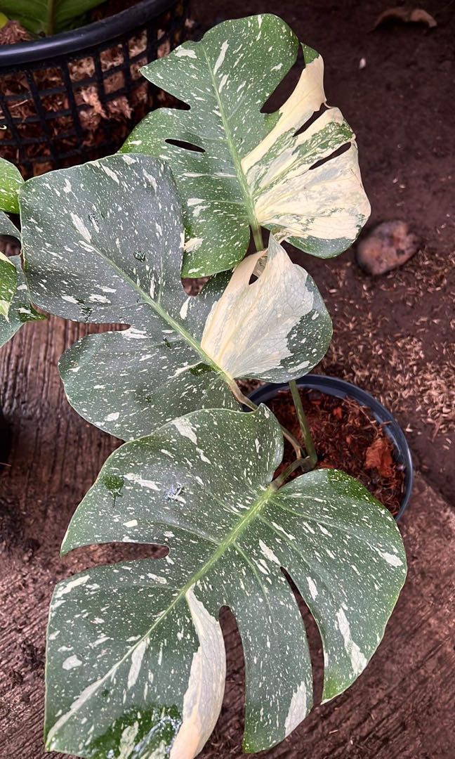 Monstera Thai Cons, Furniture & Home Living, Gardening, Plants & Seeds ...