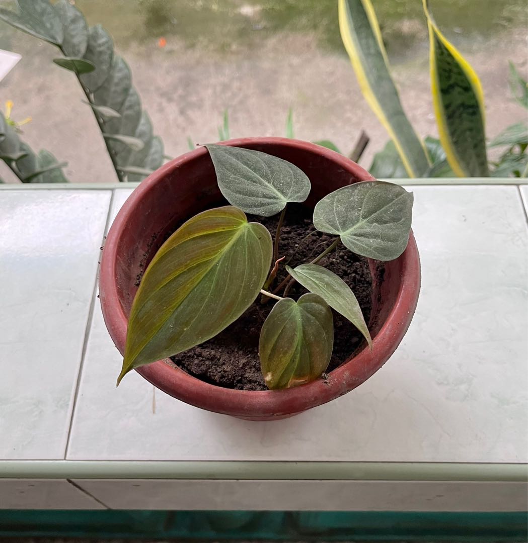 Philo. Micans, Furniture & Home Living, Gardening, Plants & Seeds on ...