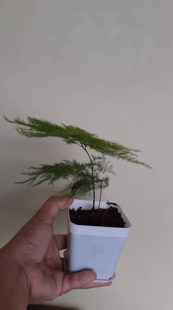 Asparagus Fern Tree Bonsai Style (Live plant), Furniture & Home Living ...