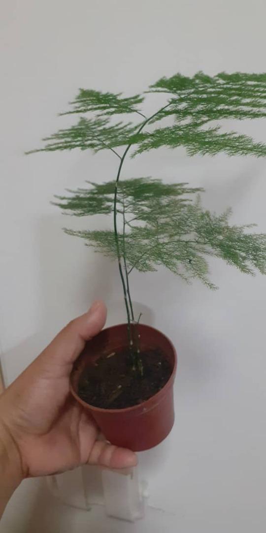 Asparagus Fern Tree Bonsai Style (Live plant), Furniture & Home Living ...