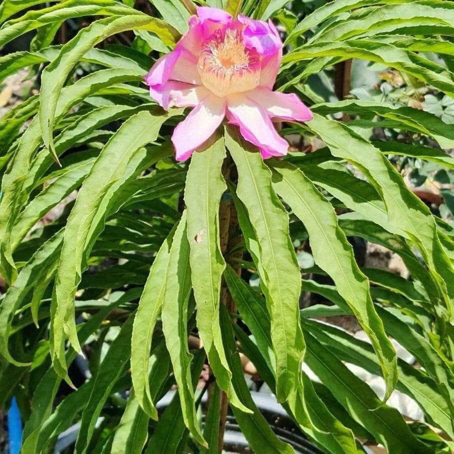 Hybrid Dwarf Heaven lotus dwarf Gustavia longifolia, Furniture & Home ...