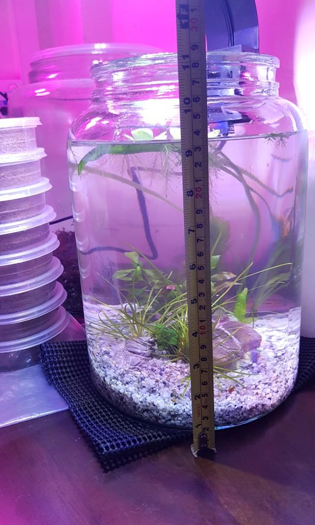 Nano planted jar 30cm tall 20cm diameter, Pet Supplies, Homes & Other ...