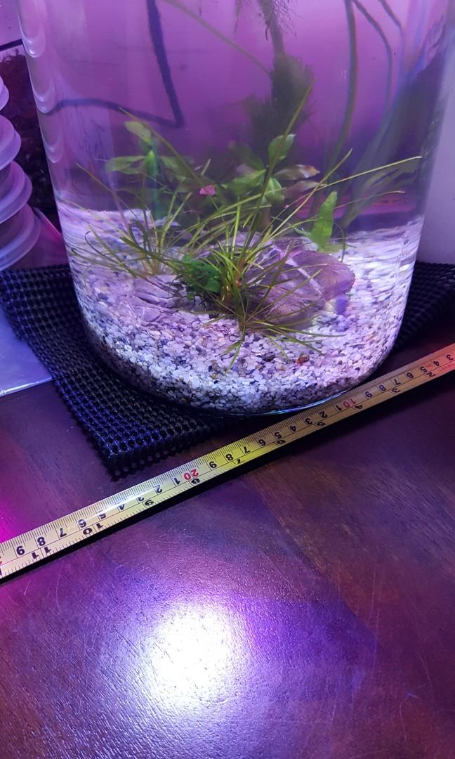 Nano planted jar 30cm tall 20cm diameter, Pet Supplies, Homes & Other ...