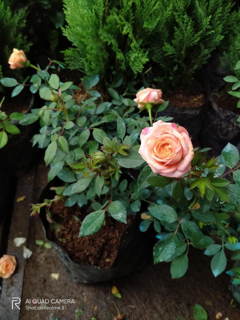 PITIMINI ROSE, Furniture & Home Living, Gardening, Plants & Seeds on ...