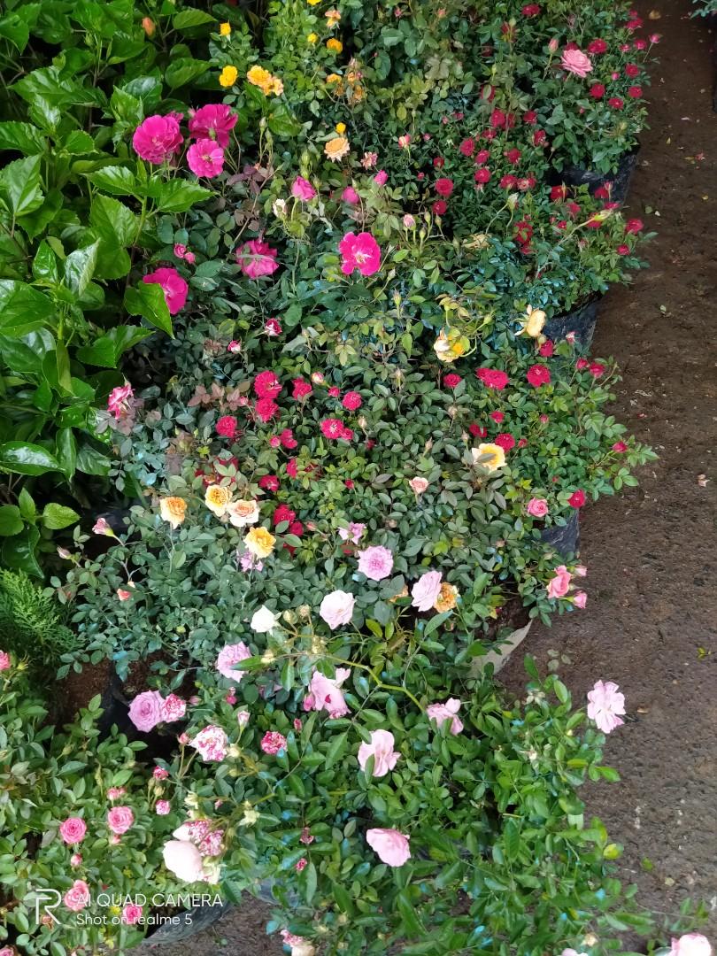 PITIMINI ROSE, Furniture & Home Living, Gardening, Plants & Seeds on ...