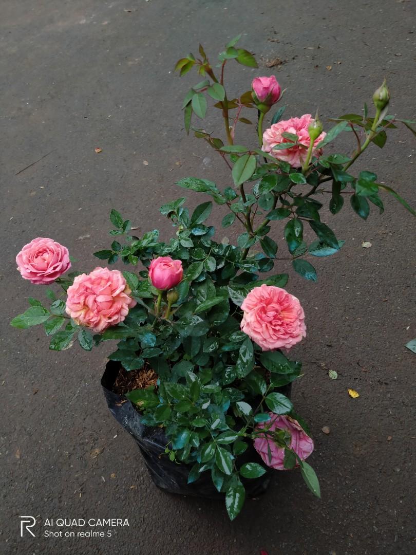 PITIMINI ROSE, Furniture & Home Living, Gardening, Plants & Seeds on ...