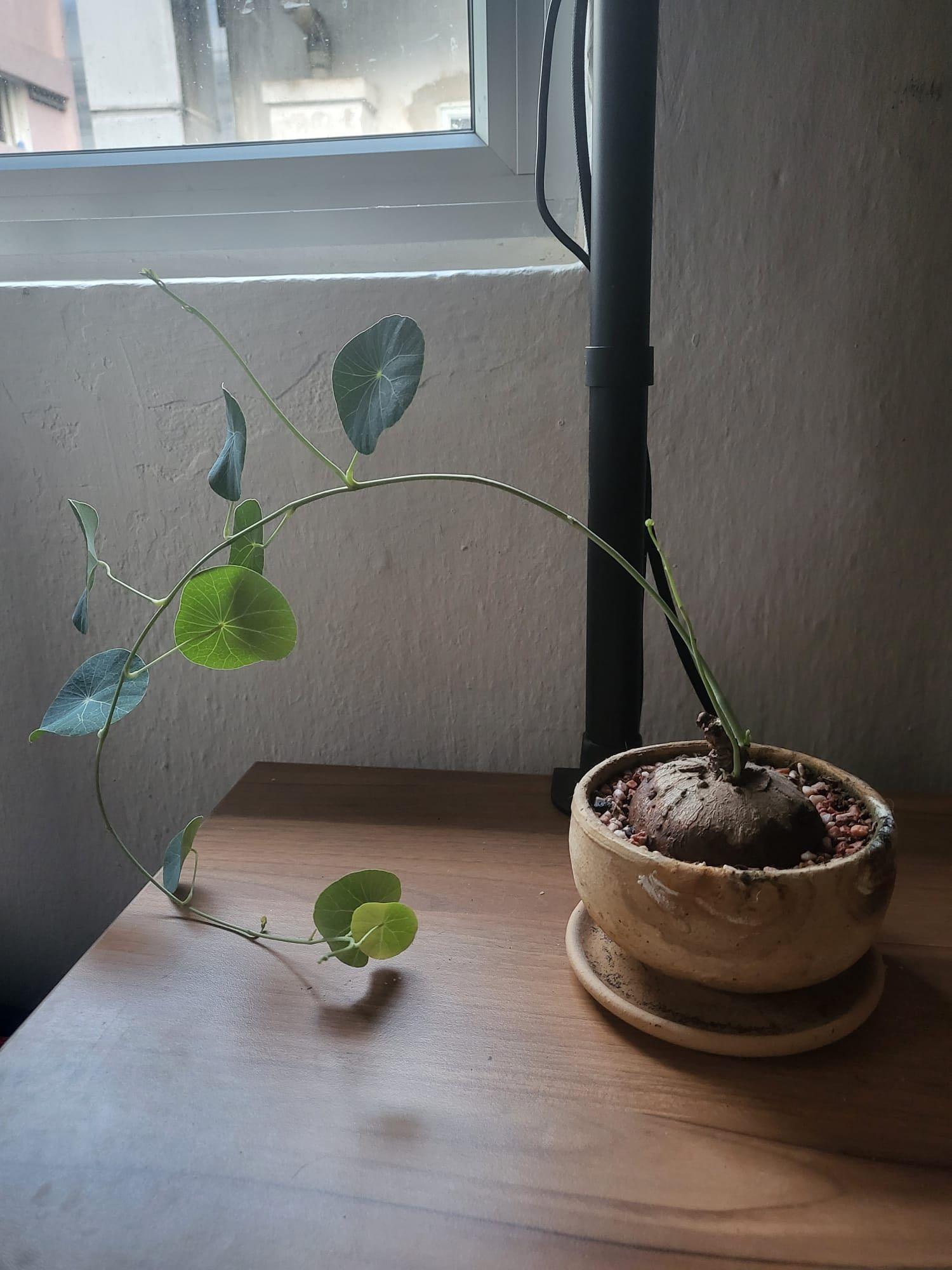 Stephania Erecta + Stone pot, Furniture & Home Living, Gardening ...