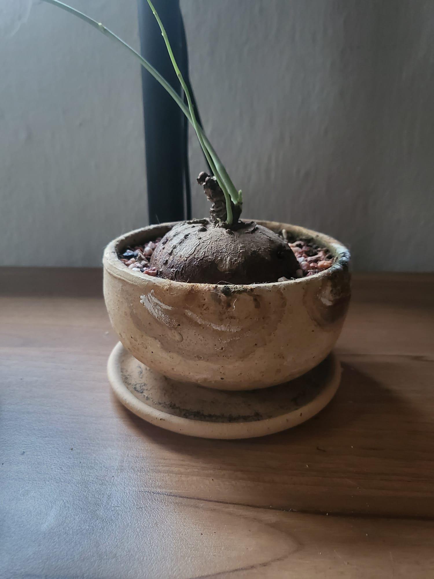 Stephania Erecta + Stone pot, Furniture & Home Living, Gardening ...