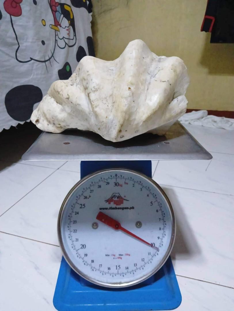 Taklobo (giant clam) - GIANT PEARL, Luxury, Accessories on Carousell