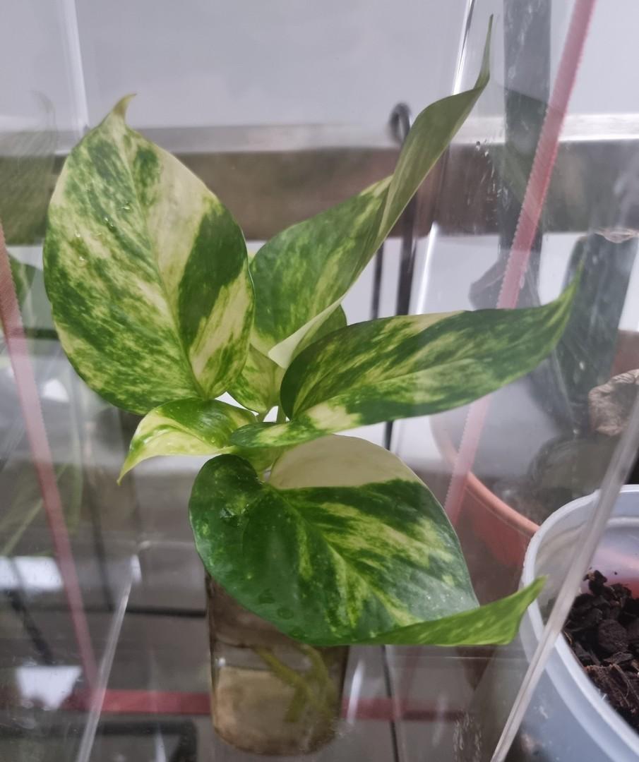 Epipremnum Aureum - Golden Pothos - Money Plant - Single leaf cutting ...