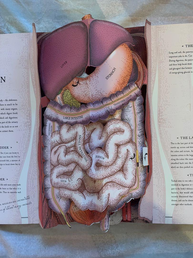 human body anatomy pop up book, Hobbies & Toys, Books & Magazines ...