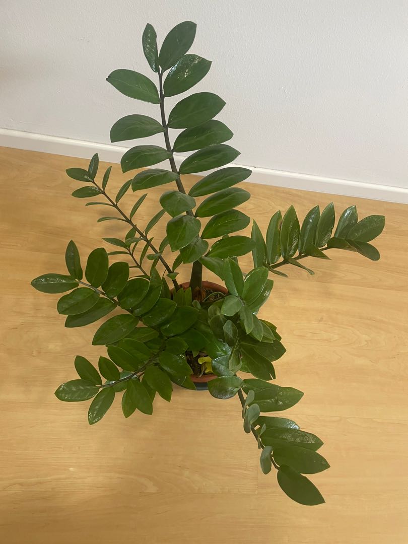 Indoor Zamia plant, Furniture & Home Living, Gardening, Plants & Seeds ...