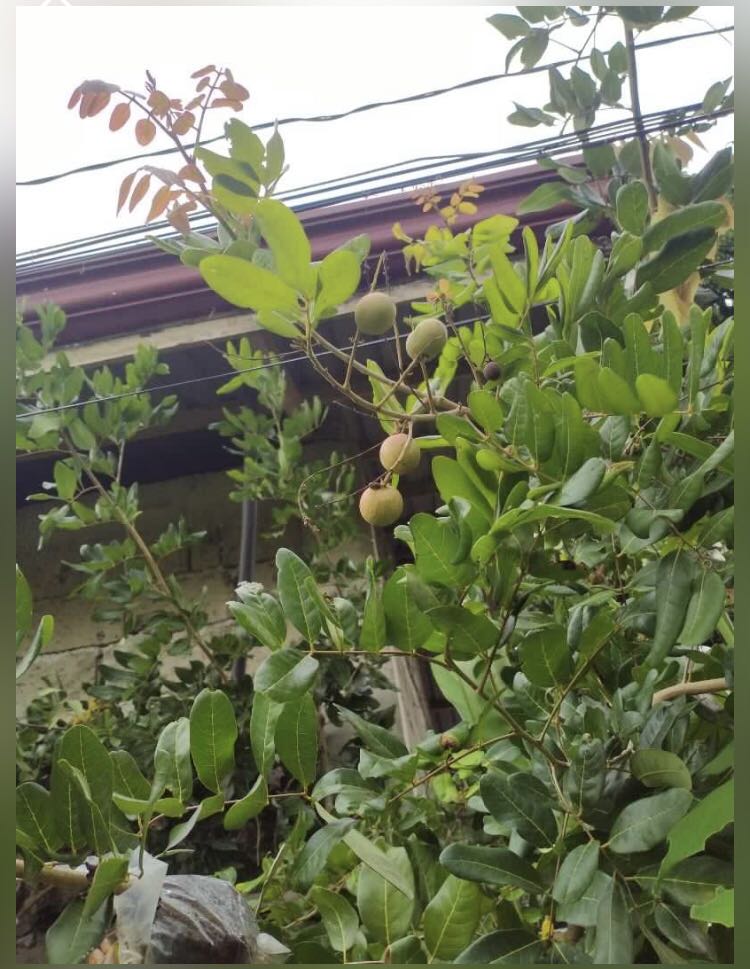 Longgan Plant, Furniture & Home Living, Gardening, Plants & Seeds on ...