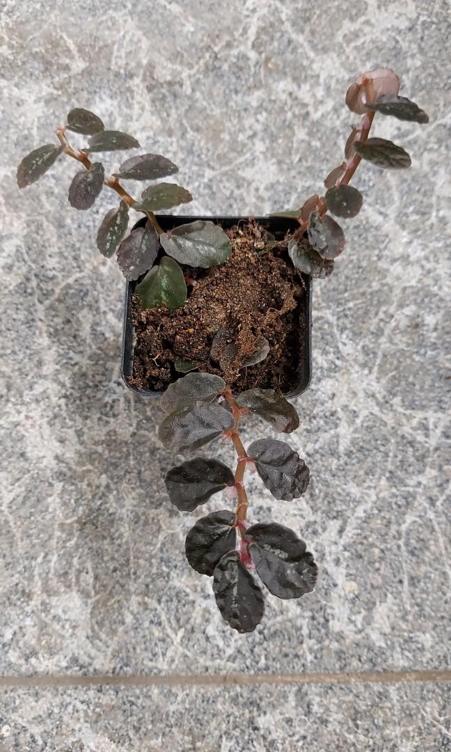 Pellionia (Procris) Repens (Trailing Watermelon Begonia), terrarium ...