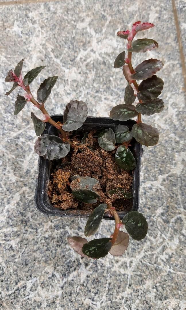 Pellionia (Procris) Repens (Trailing Watermelon Begonia), terrarium ...