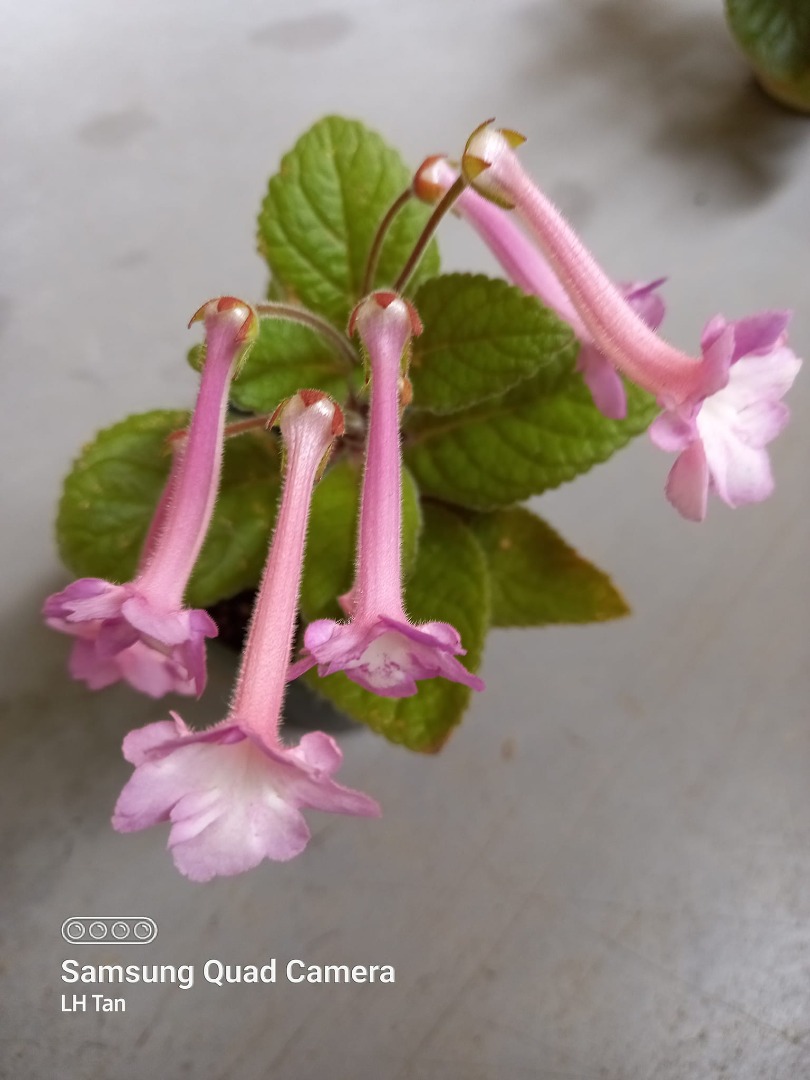 Sinningia Fu's Purple Manly, Furniture & Home Living, Gardening, Plants ...