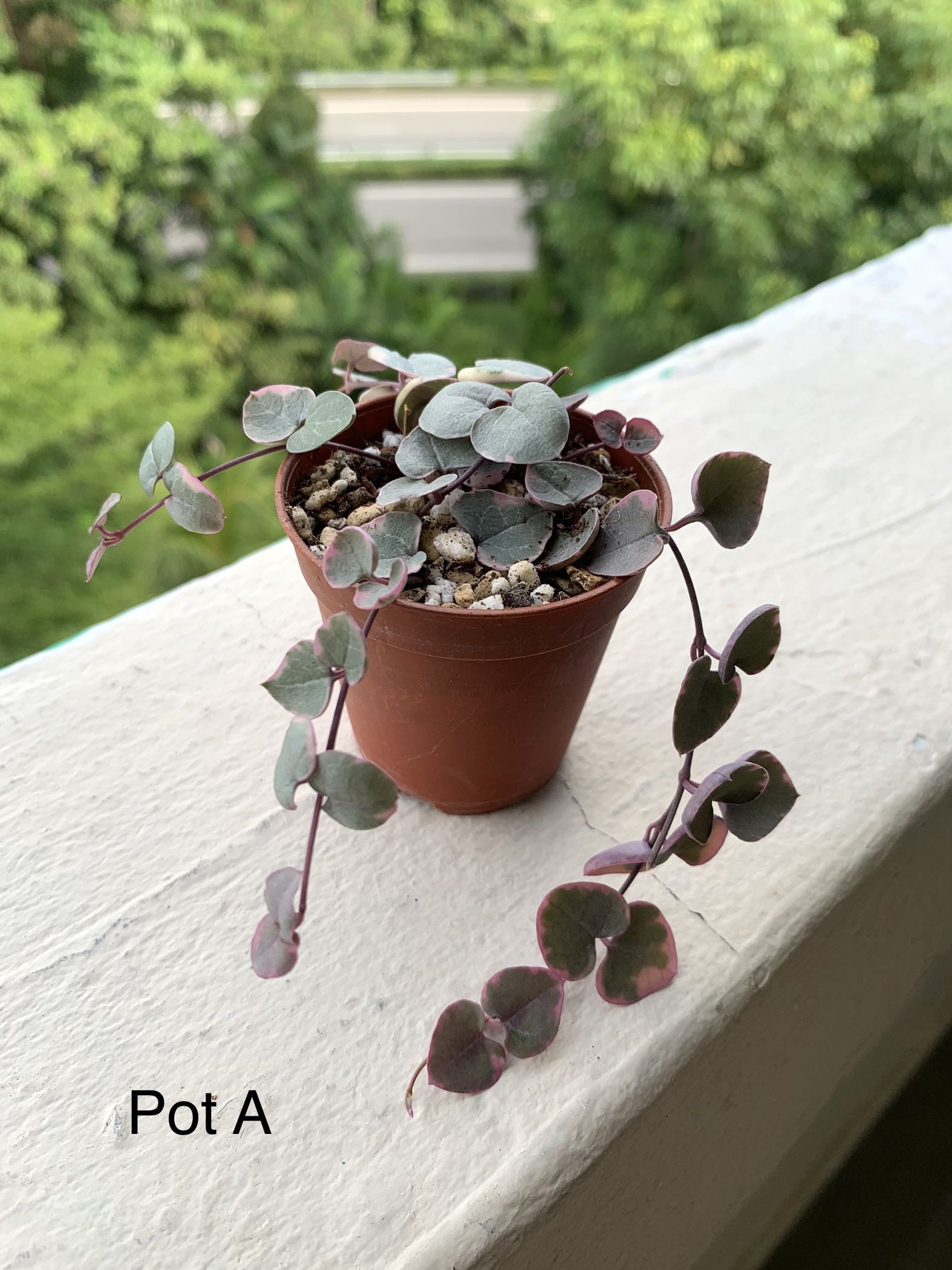 String of hearts - Ceropegia woodii (Succulent), Furniture & Home ...