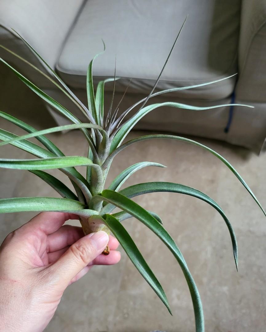 Tillandsia airplant Jackie Loinaz, Furniture & Home Living, Gardening ...