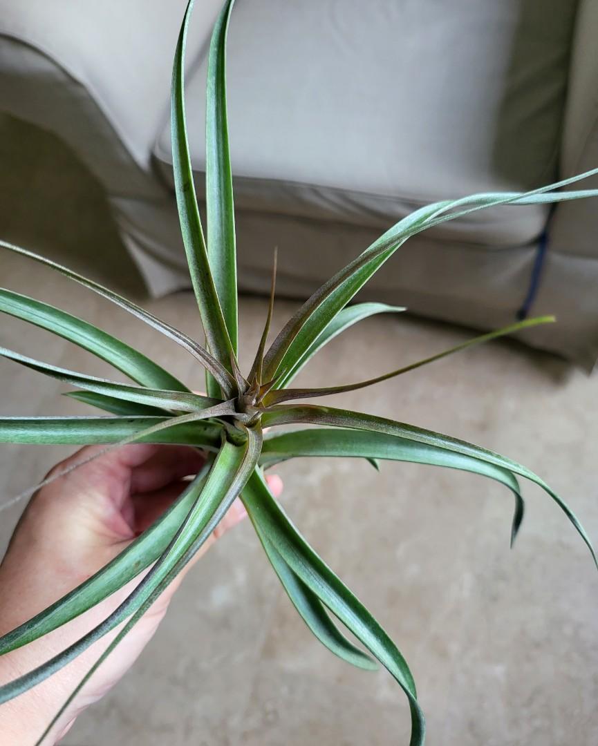 Tillandsia airplant Jackie Loinaz, Furniture & Home Living, Gardening ...