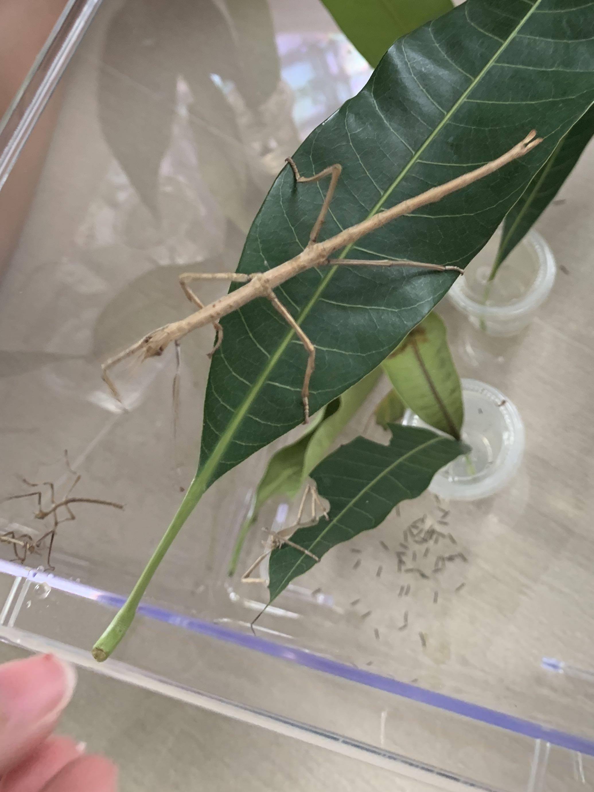 Tank for Stick Insects, Pet Supplies, Homes & Other Pet Accessories on ...