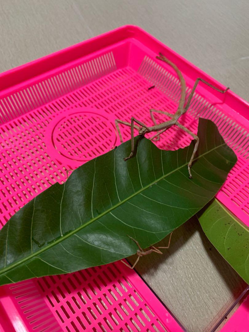 Tank for Stick Insects, Pet Supplies, Homes & Other Pet Accessories on ...