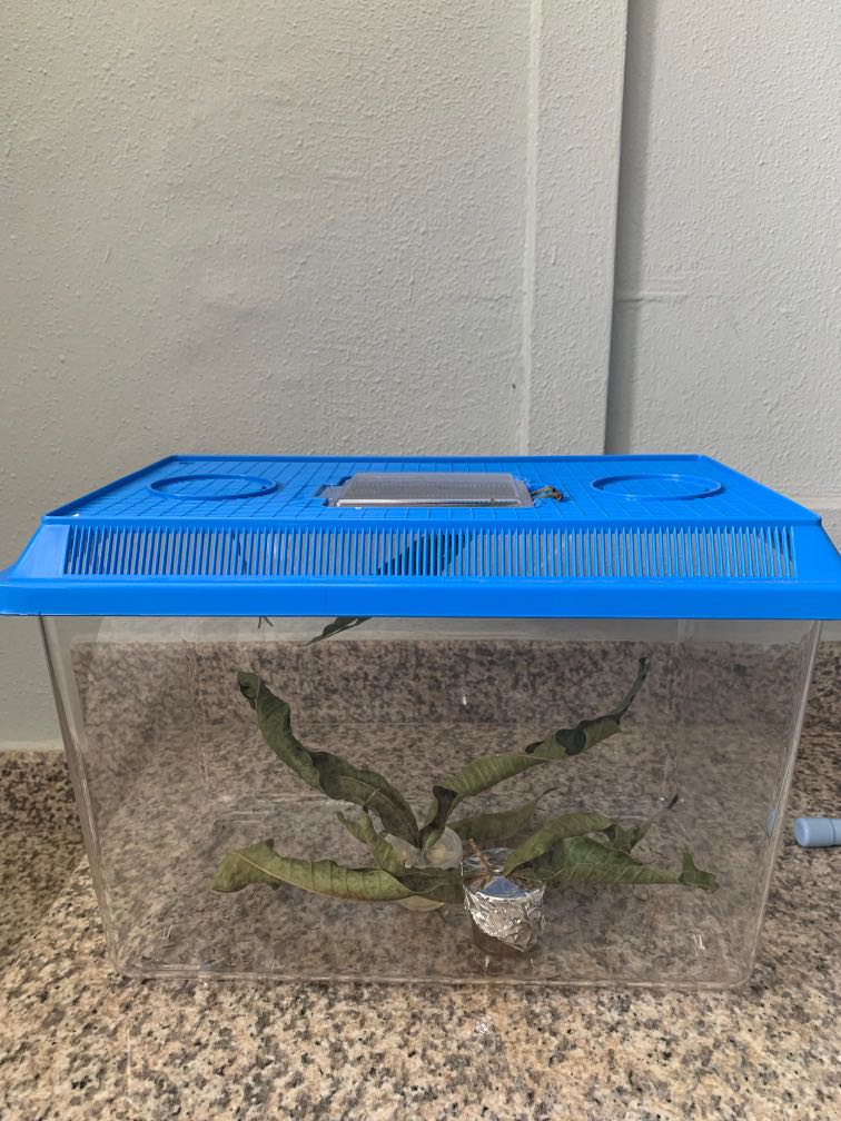 Tank for Stick Insects, Pet Supplies, Homes & Other Pet Accessories on ...