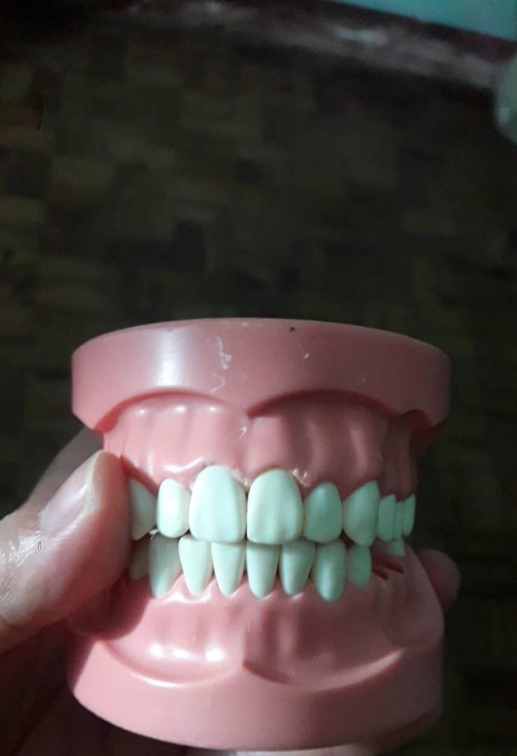 Trimunt Dental Study Model ( Typodont Jaw ), Health & Nutrition ...