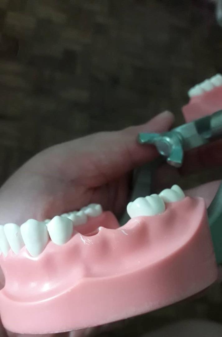 Trimunt Dental Study Model ( Typodont Jaw ), Health & Nutrition ...
