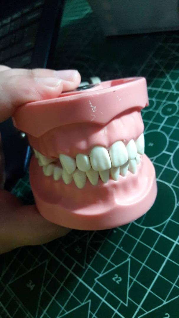 Trimunt Dental Study Model ( Typodont Jaw ), Health & Nutrition ...