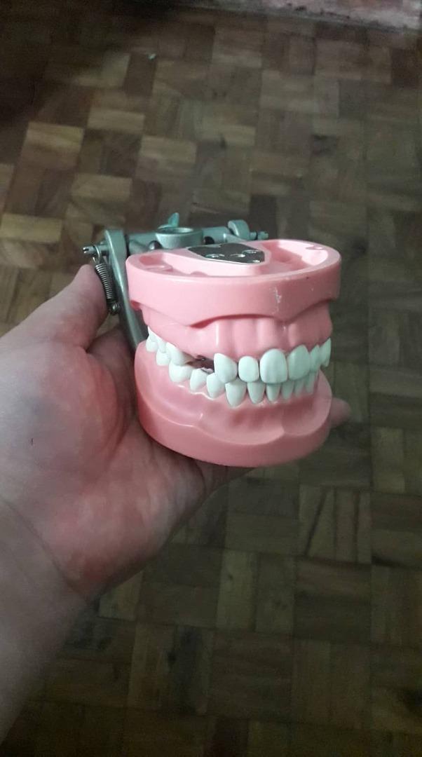 Trimunt Dental Study Model ( Typodont Jaw ), Health & Nutrition ...