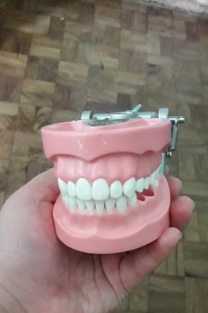 Trimunt Dental Study Model ( Typodont Jaw ), Health & Nutrition ...