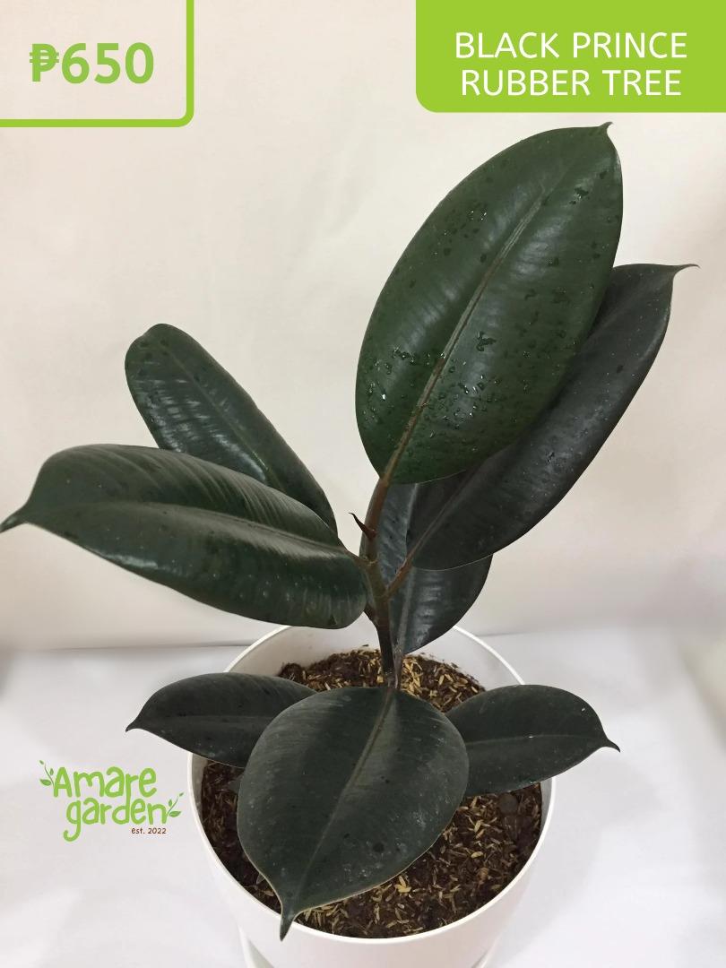 Black Prince Rubber Tree, Furniture & Home Living, Gardening, Plants ...