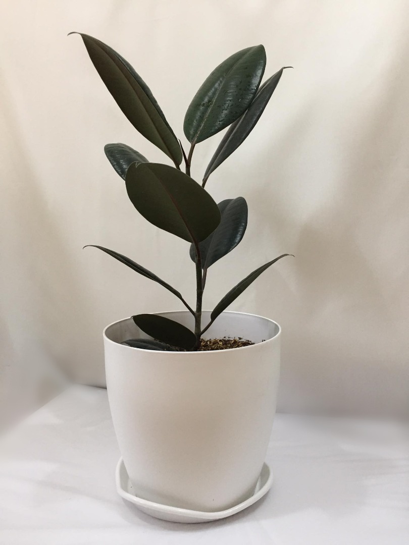 Black Prince Rubber Tree, Furniture & Home Living, Gardening, Plants ...