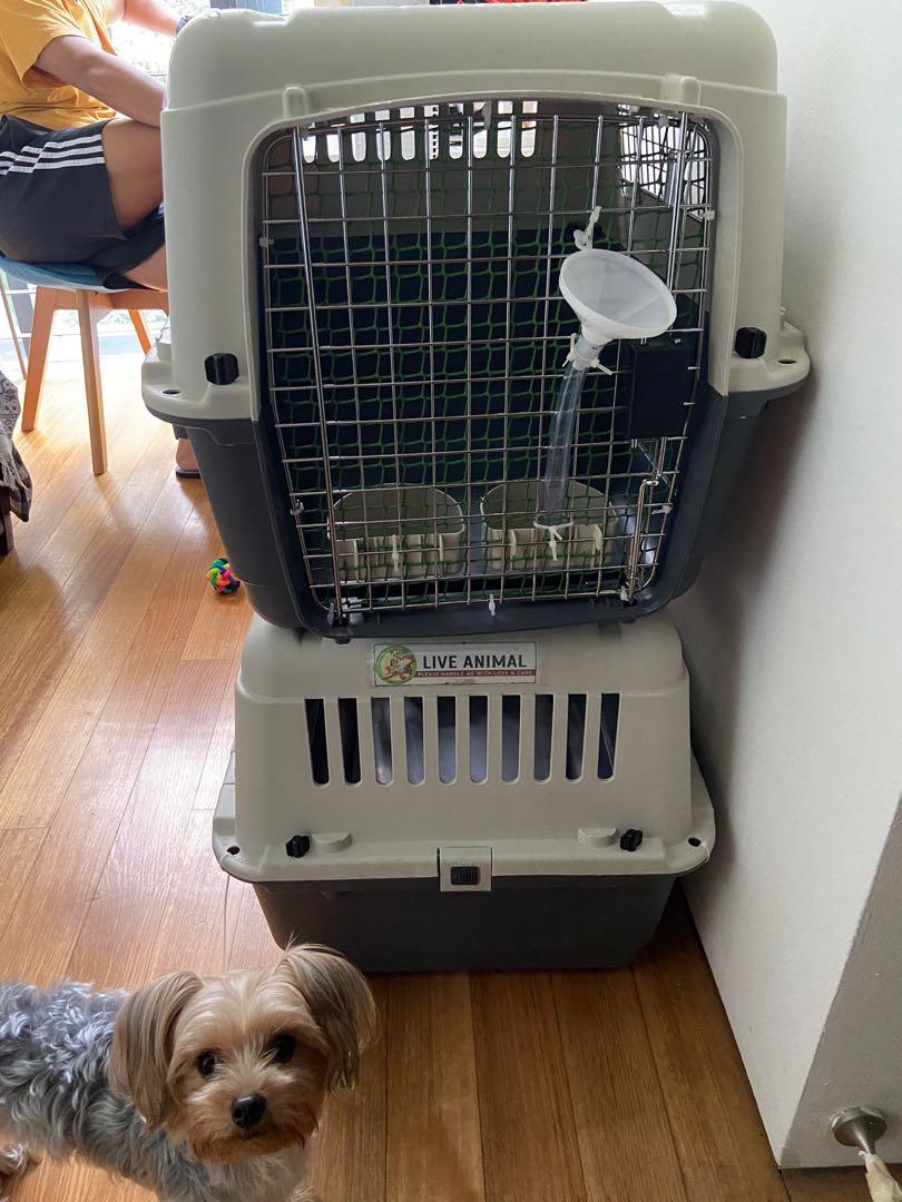 IATA approved pet carrier, Pet Supplies, Homes & Other Pet Accessories ...