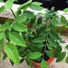 Mani Cai - Edible Cangkuk Manis , Furniture & Home Living, Gardening ...