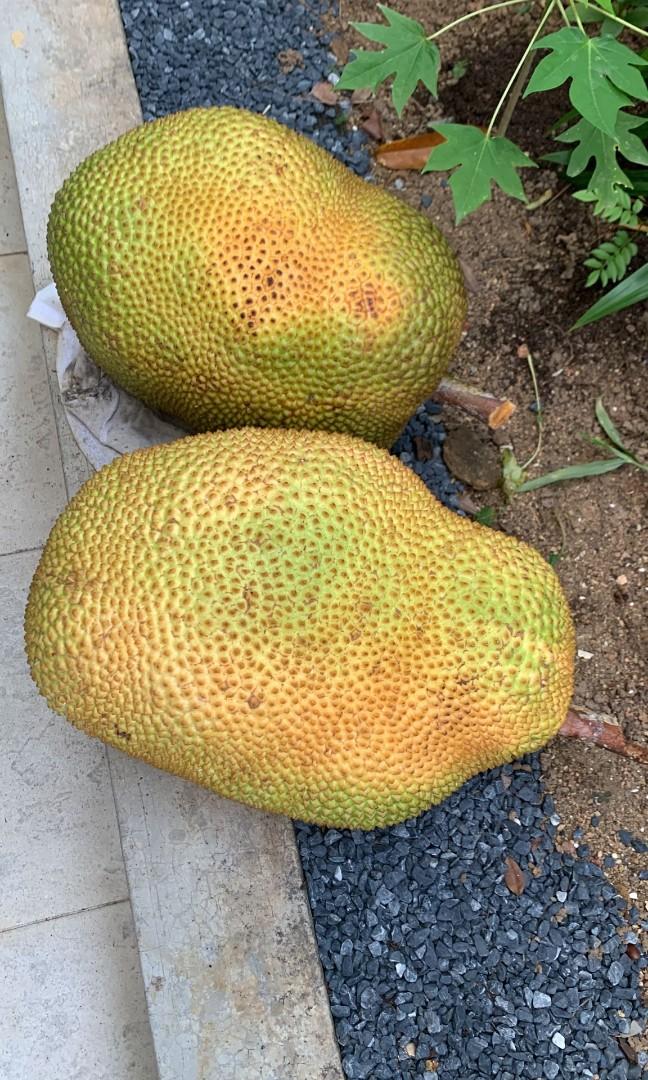 Organic jackfruit (nangka), Food & Drinks, Fresh Produce on Carousell
