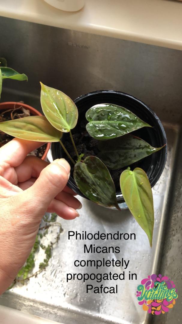 Pafcal - The Soil Free Way to Grow Plants from $22, Furniture & Home ...