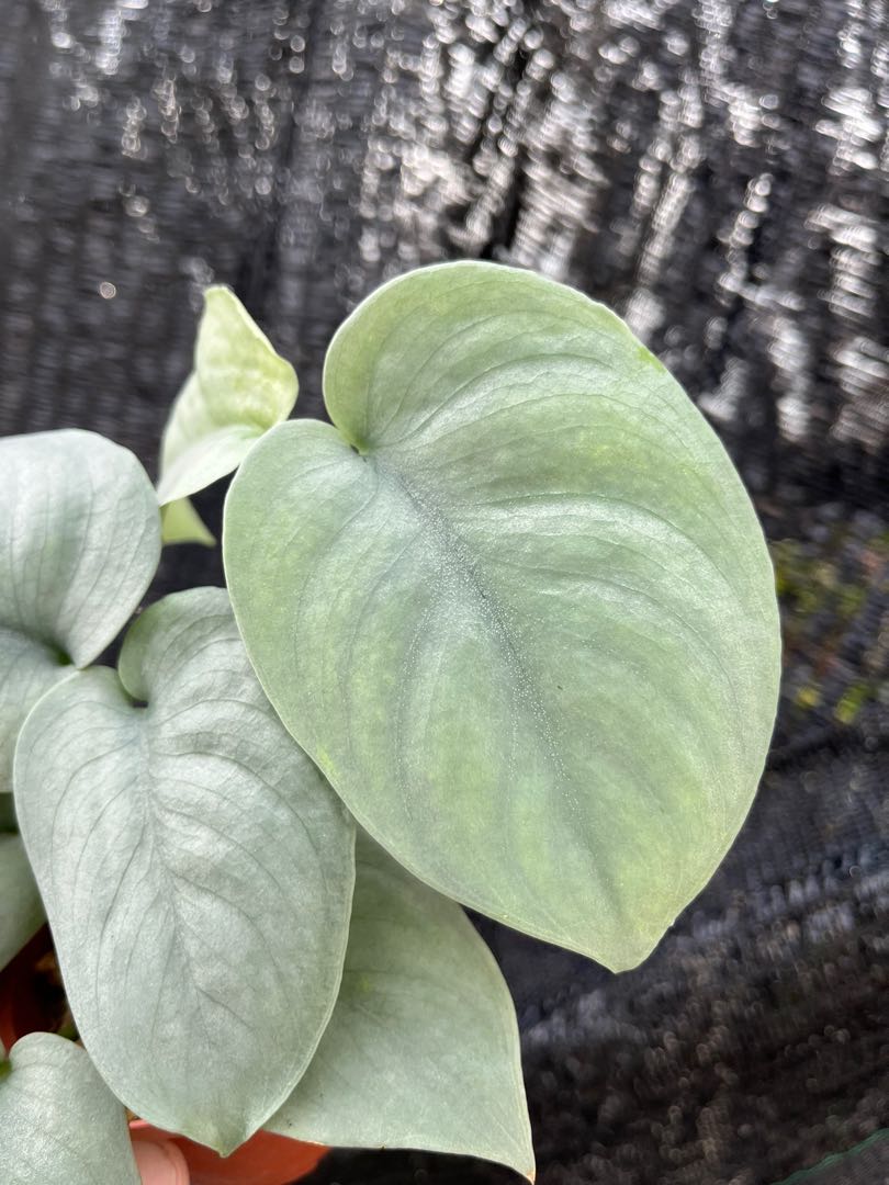 Scindapsus platinum silver, Furniture & Home Living, Gardening, Plants ...