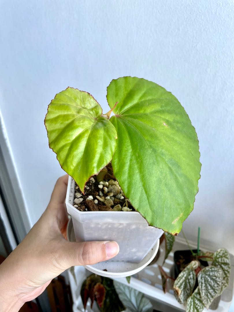 Begonia Isoptera, Furniture & Home Living, Gardening, Plants & Seeds on ...