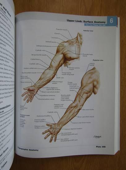Buku Kedokteran Atlas Anatomi Manusia / Atlas of Human Anatomy by Frank H. Netter, Buku & Alat ...