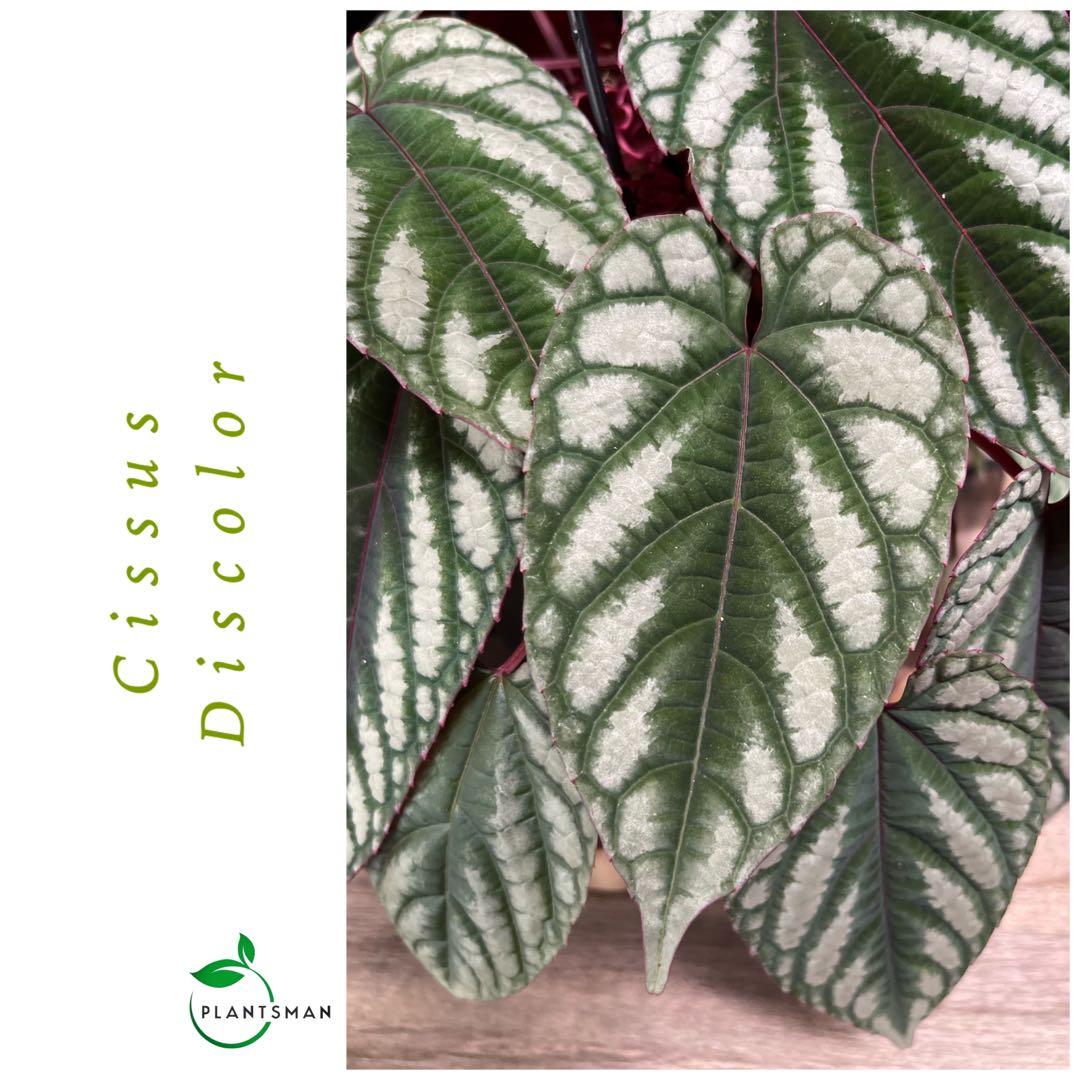 Cissus Discolor, Furniture & Home Living, Gardening, Plants & Seeds on ...