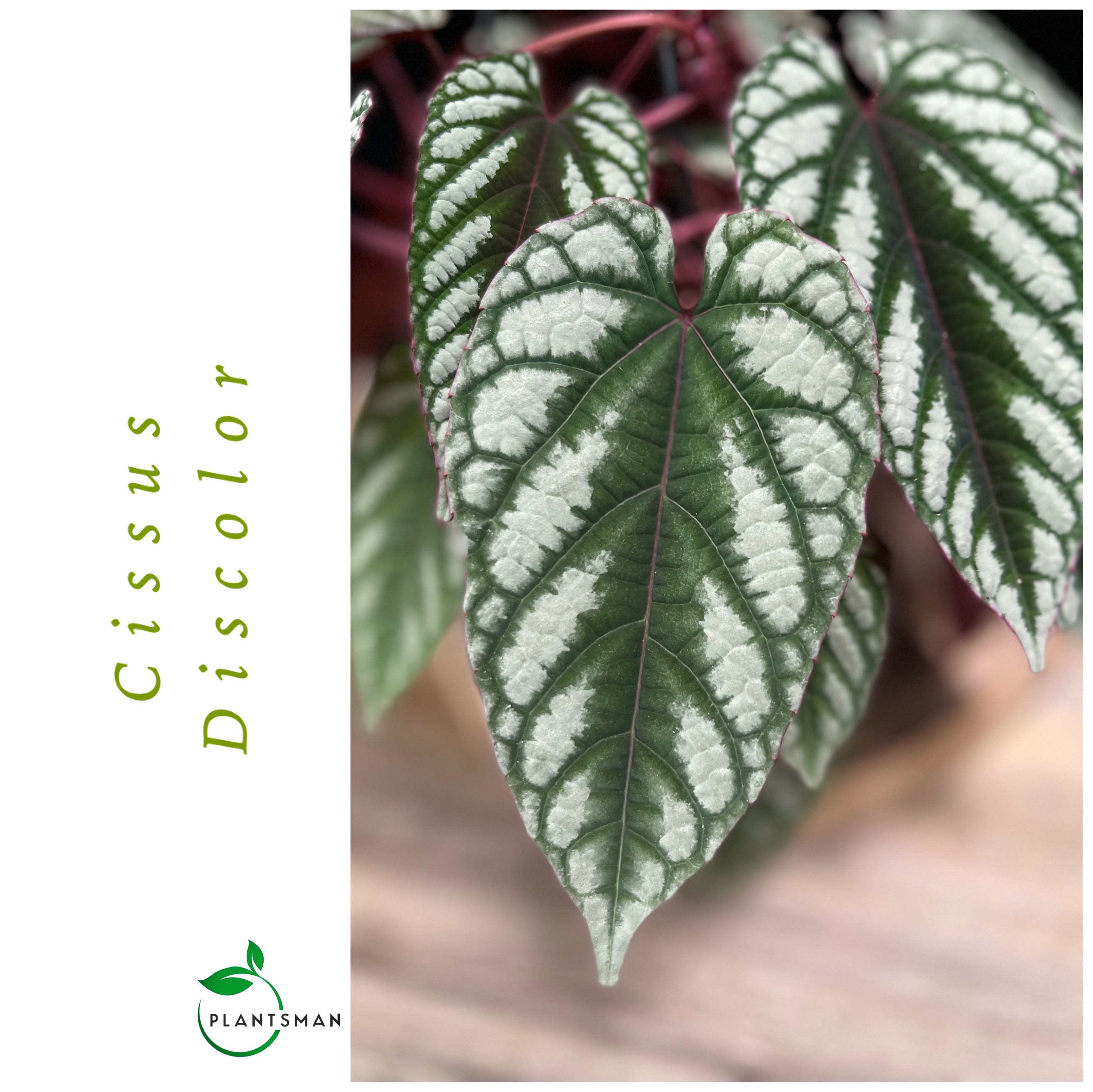 Cissus Discolor, Furniture & Home Living, Gardening, Plants & Seeds on ...