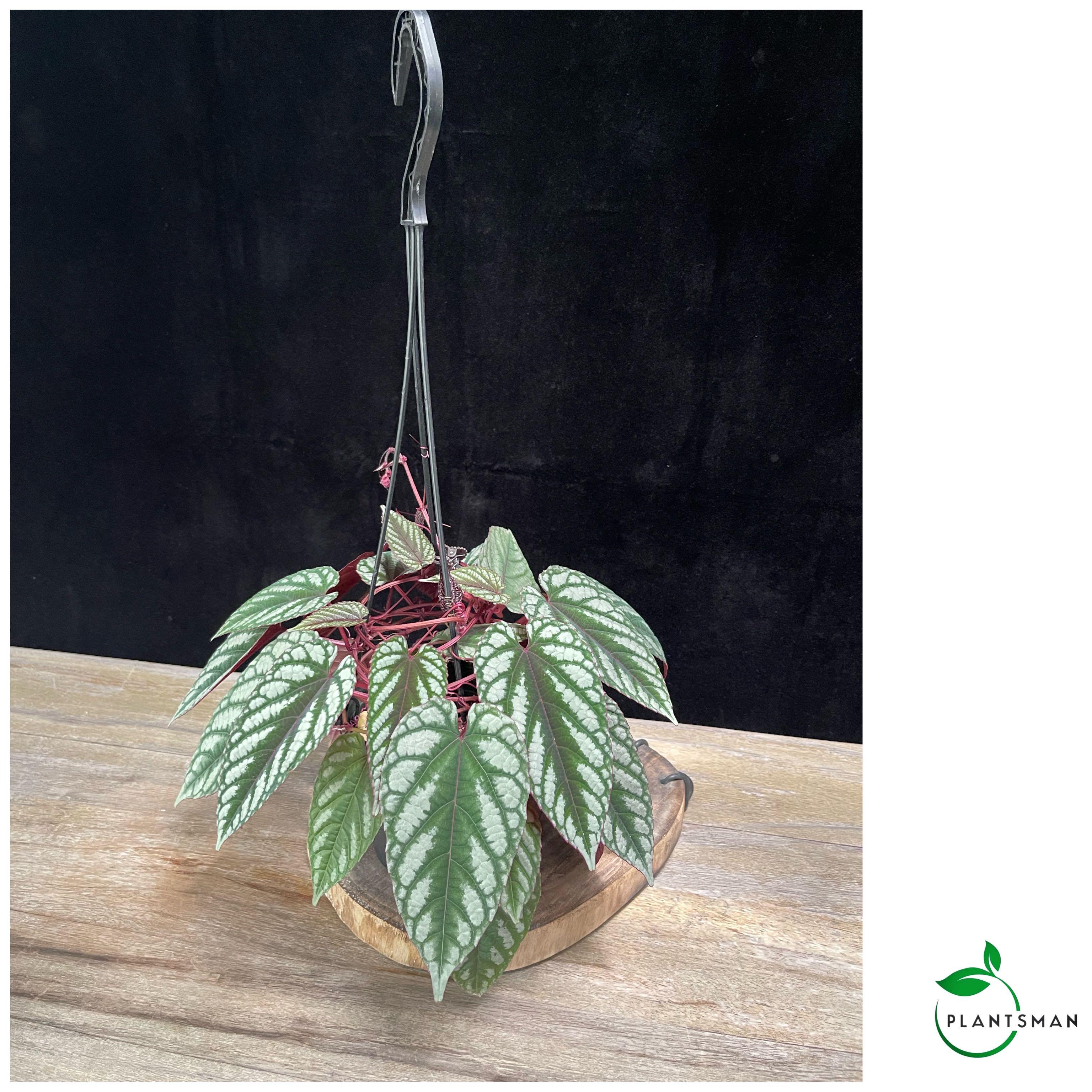 Cissus Discolor, Furniture & Home Living, Gardening, Plants & Seeds on ...