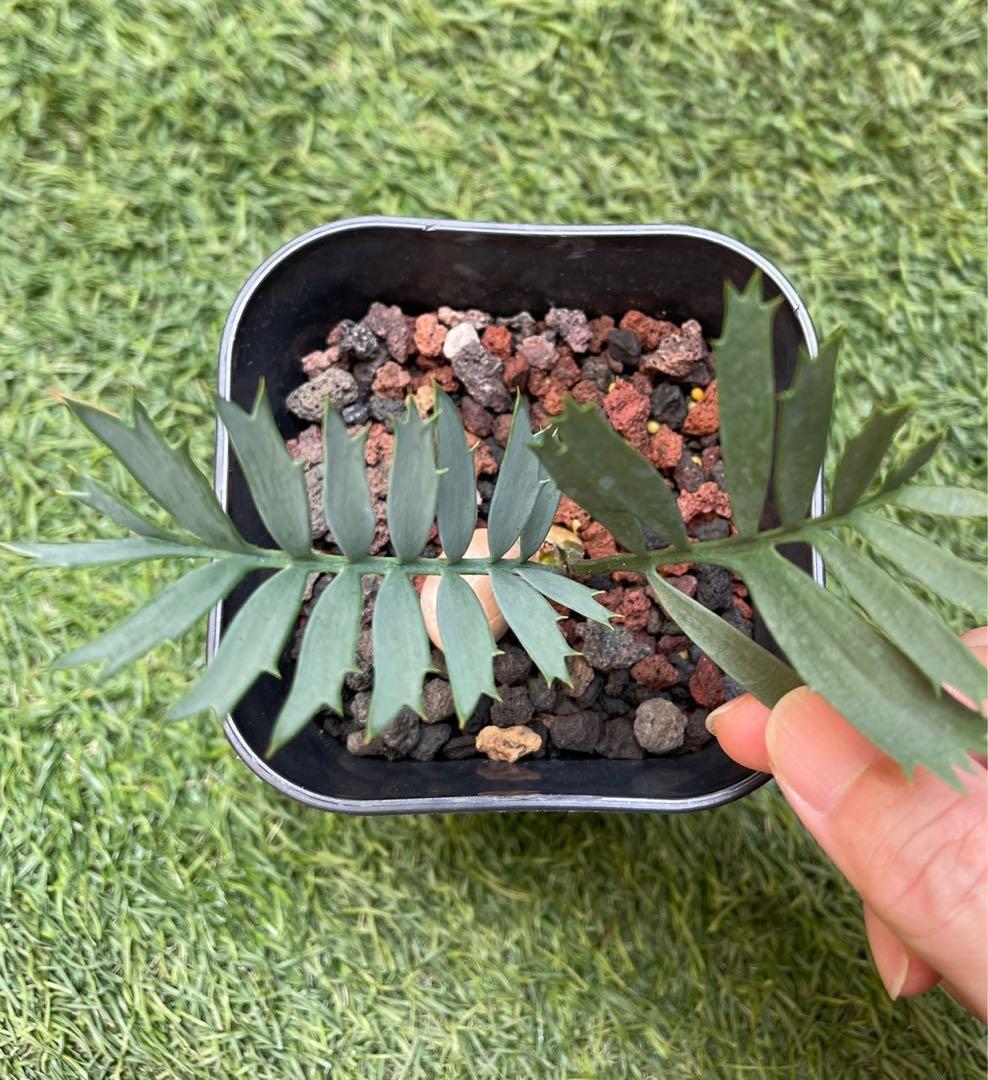 Encephalartos Horridus Dwarf (Blue Cycad), Furniture & Home Living ...