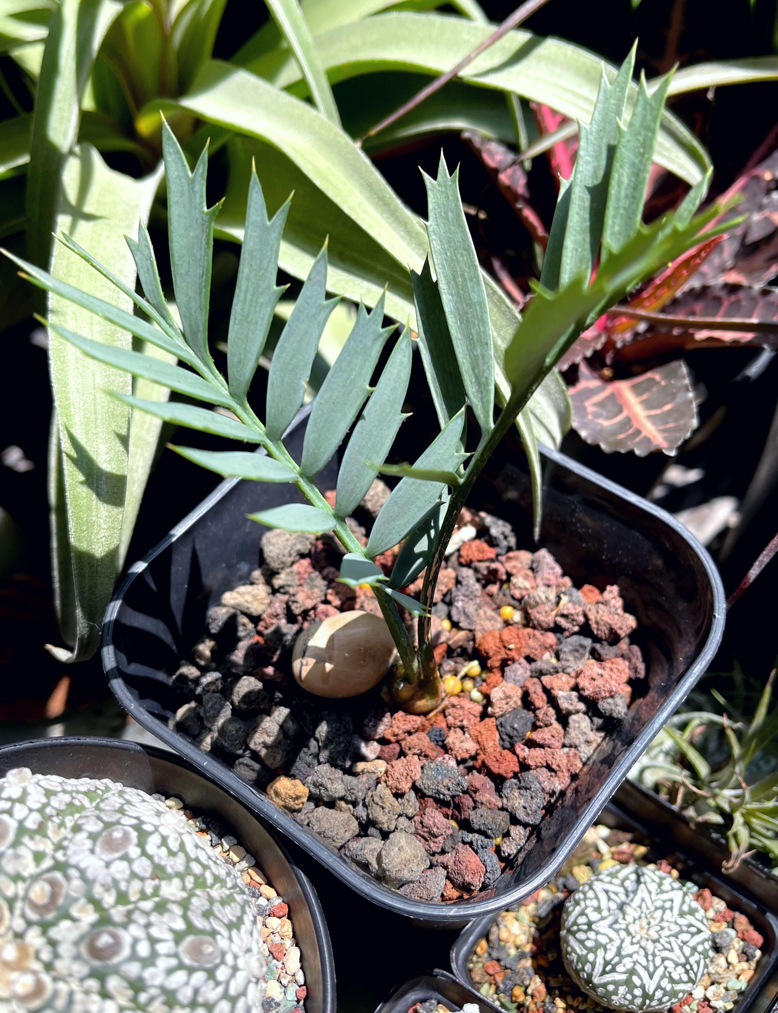 Encephalartos Horridus Dwarf (Blue Cycad), Furniture & Home Living ...