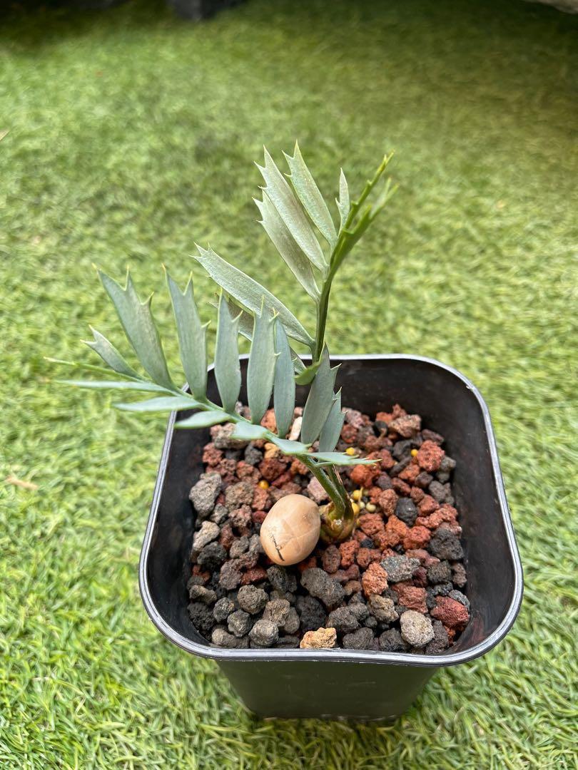Encephalartos Horridus Dwarf (Blue Cycad), Furniture & Home Living ...