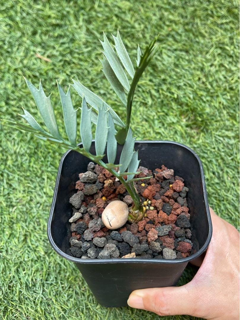 Encephalartos Horridus Dwarf (Blue Cycad), Furniture & Home Living ...