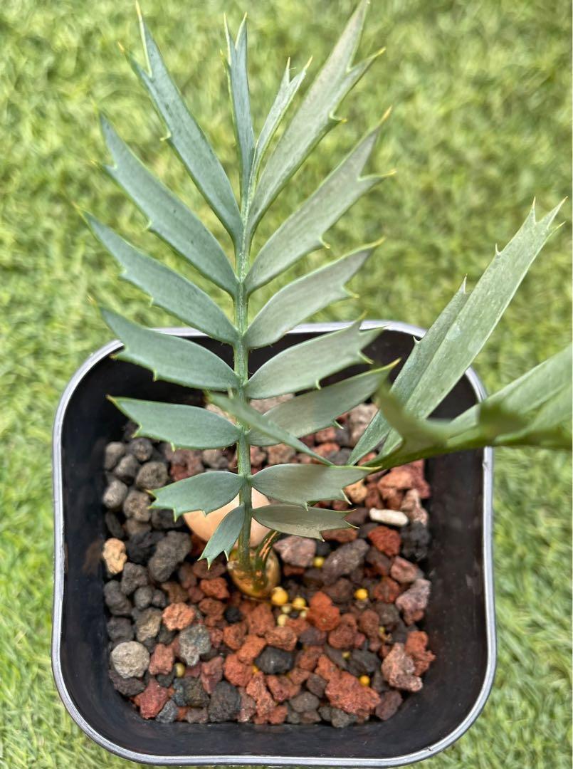 Encephalartos Horridus Dwarf (Blue Cycad), Furniture & Home Living ...
