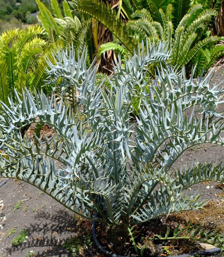 Encephalartos Horridus Dwarf (Blue Cycad), Furniture & Home Living ...
