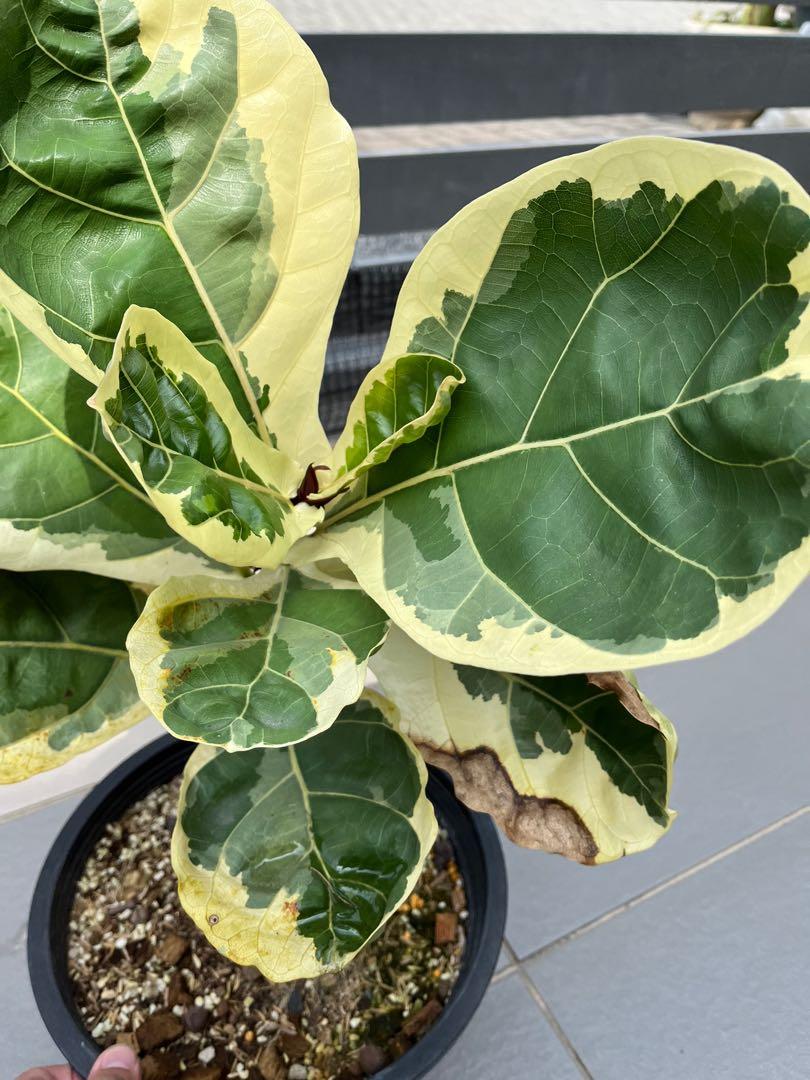 Ficus lyrata variegated, Furniture & Home Living, Gardening, Plants ...